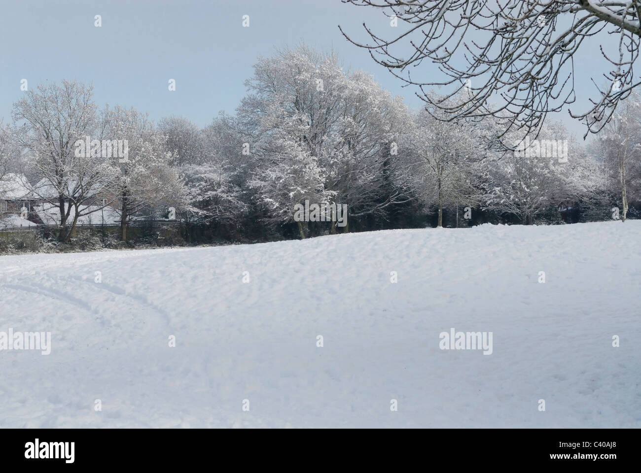 Trees near Farringdon Way and New Road. Tadley, Hampshire, England, UK ...