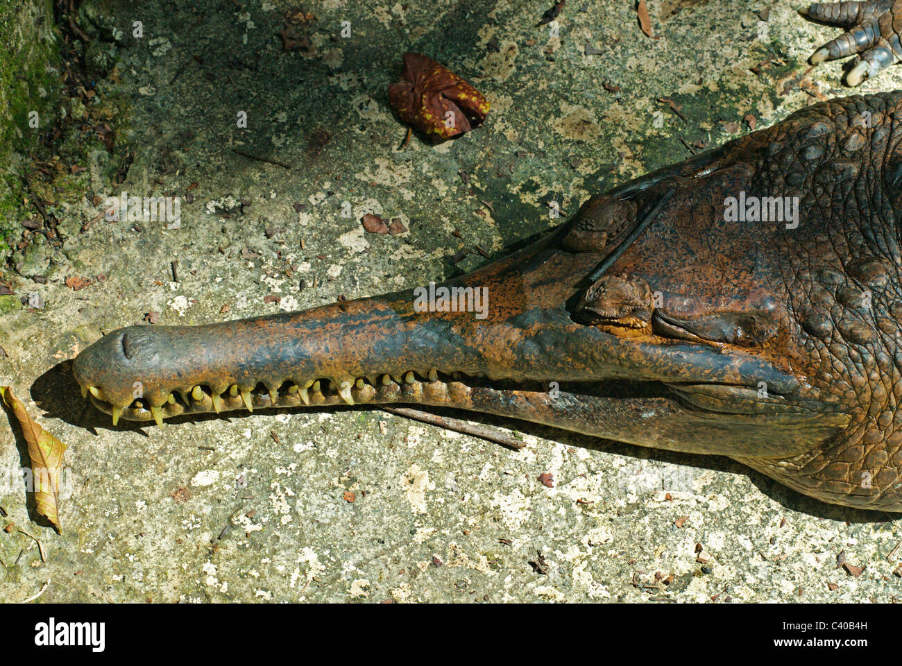 Gharial crocodile hi-res stock photography and images - Alamy