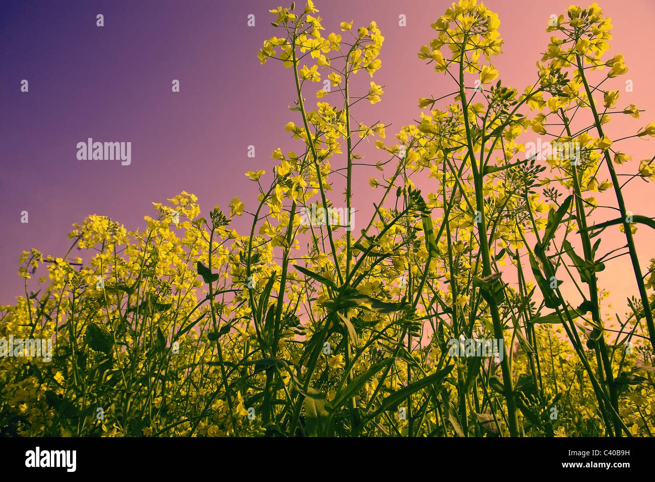 Landscape with Flower field before sunset Stock Photo - Alamy