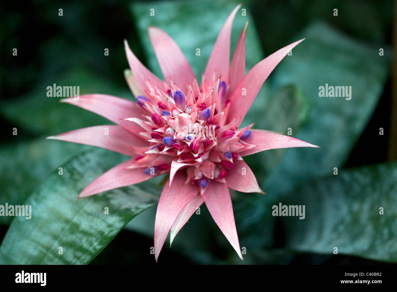 Exotic flower plant hi-res stock photography and images - Alamy