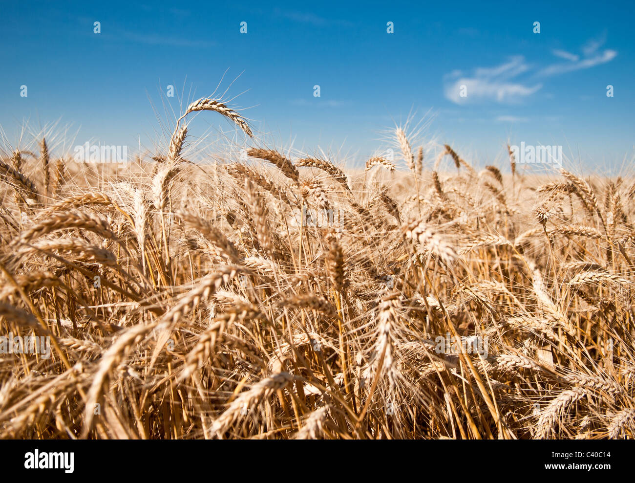 Sun riped hi-res stock photography and images - Alamy