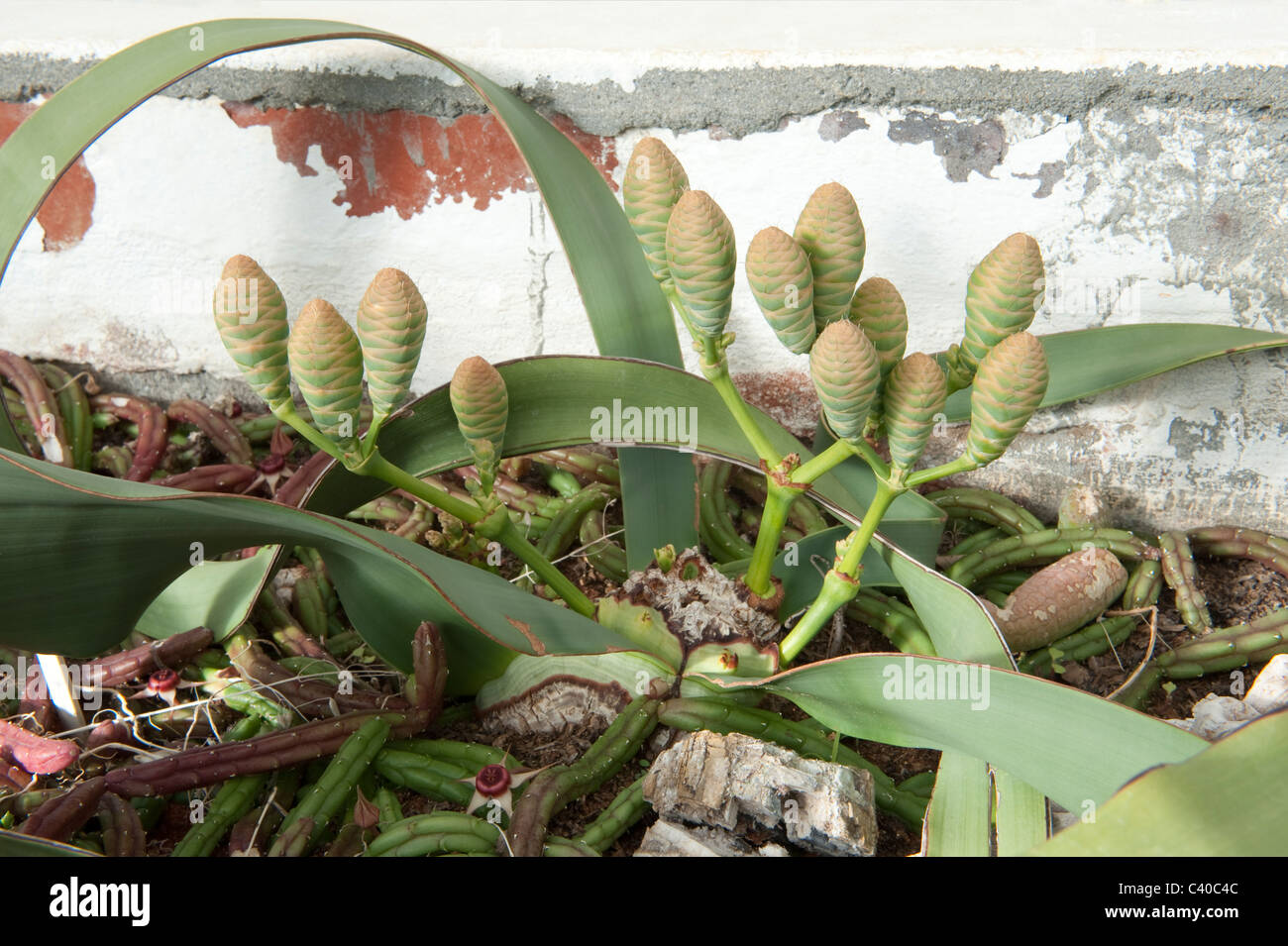 Welwitschiaceae hi-res stock photography and images - Alamy