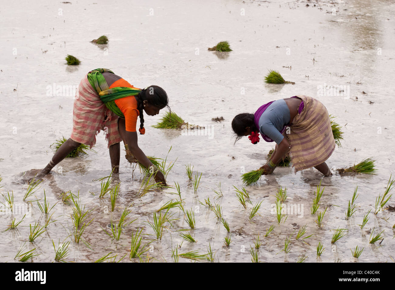 Two women working in a rice field Stock Photo - Alamy