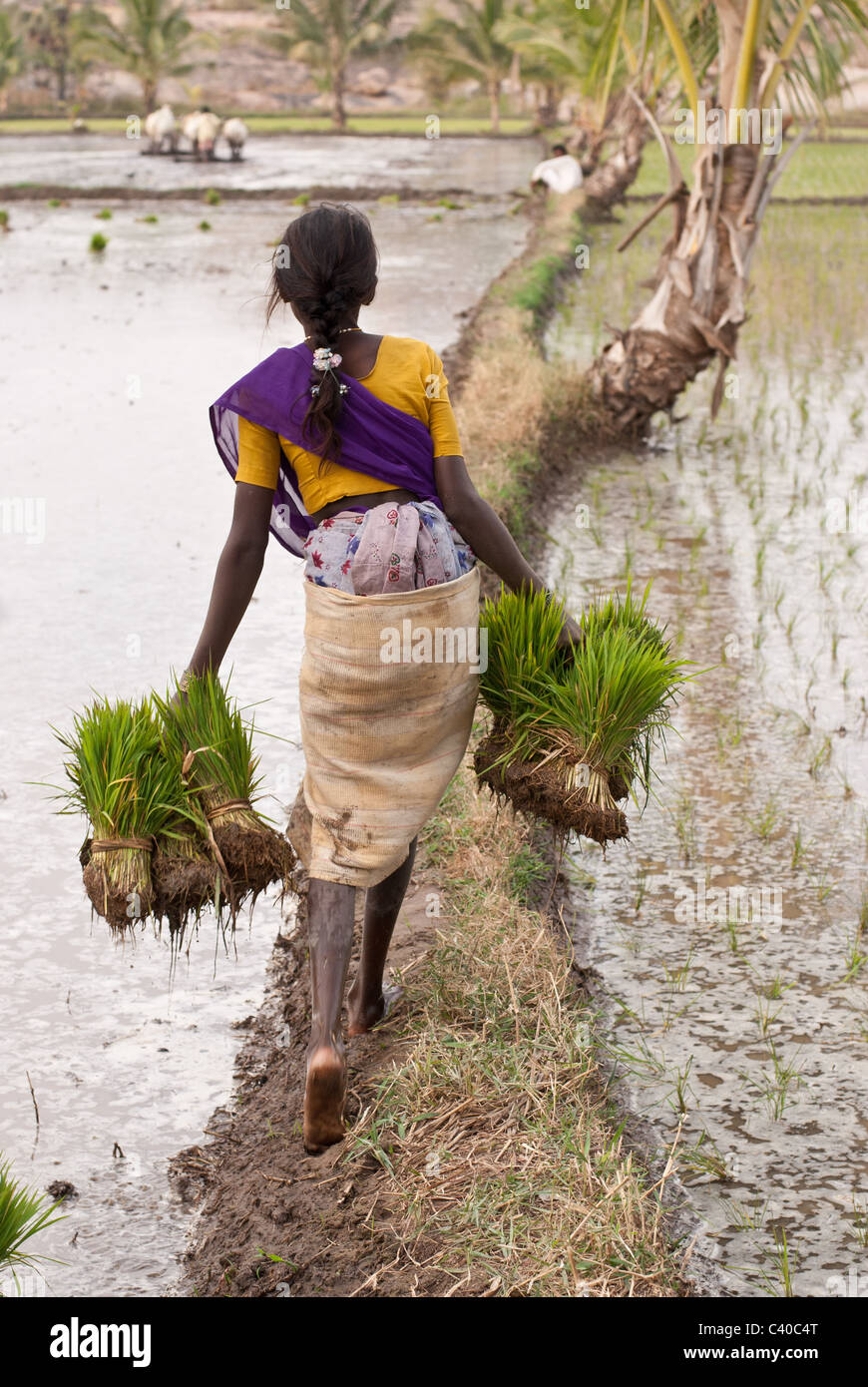 Woman carrying rice plants ready to be planted Stock Photo - Alamy