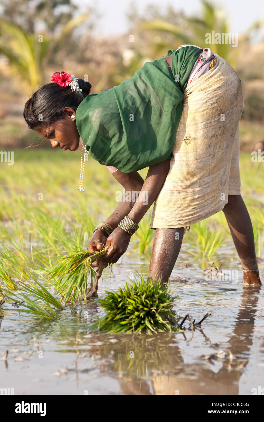 India green hi-res stock photography and images - Alamy