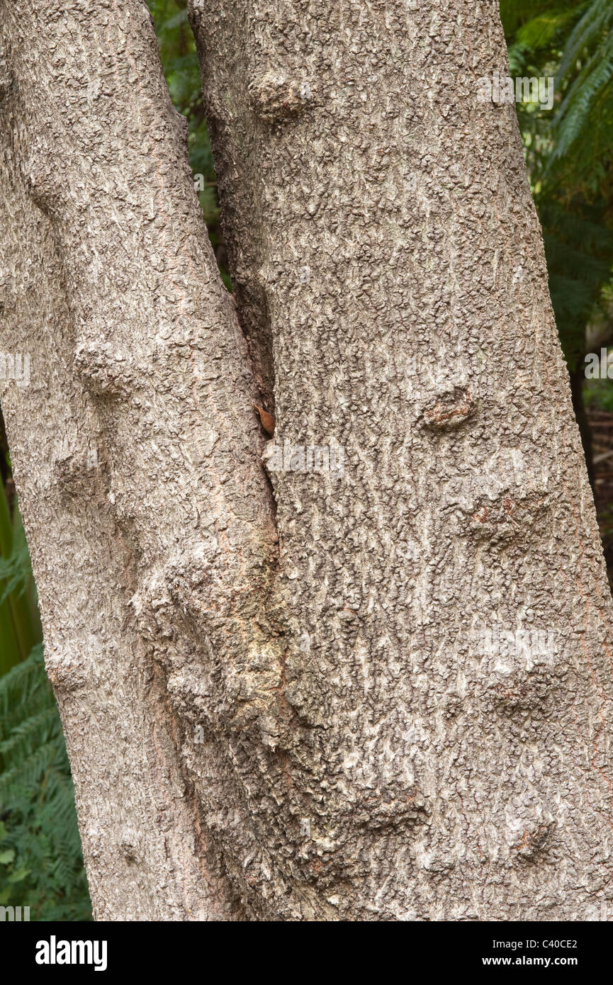 Red-alder (Cunonia capensis) trunk and bark Kirstenbosch National ...