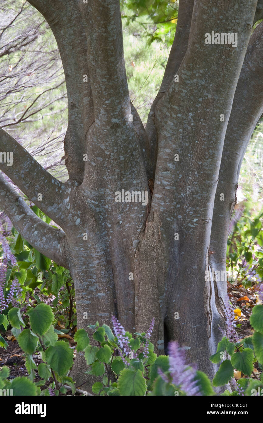 Cape Chestnut (Calodendrum capense) trunk and bark Kirstenbosch ...