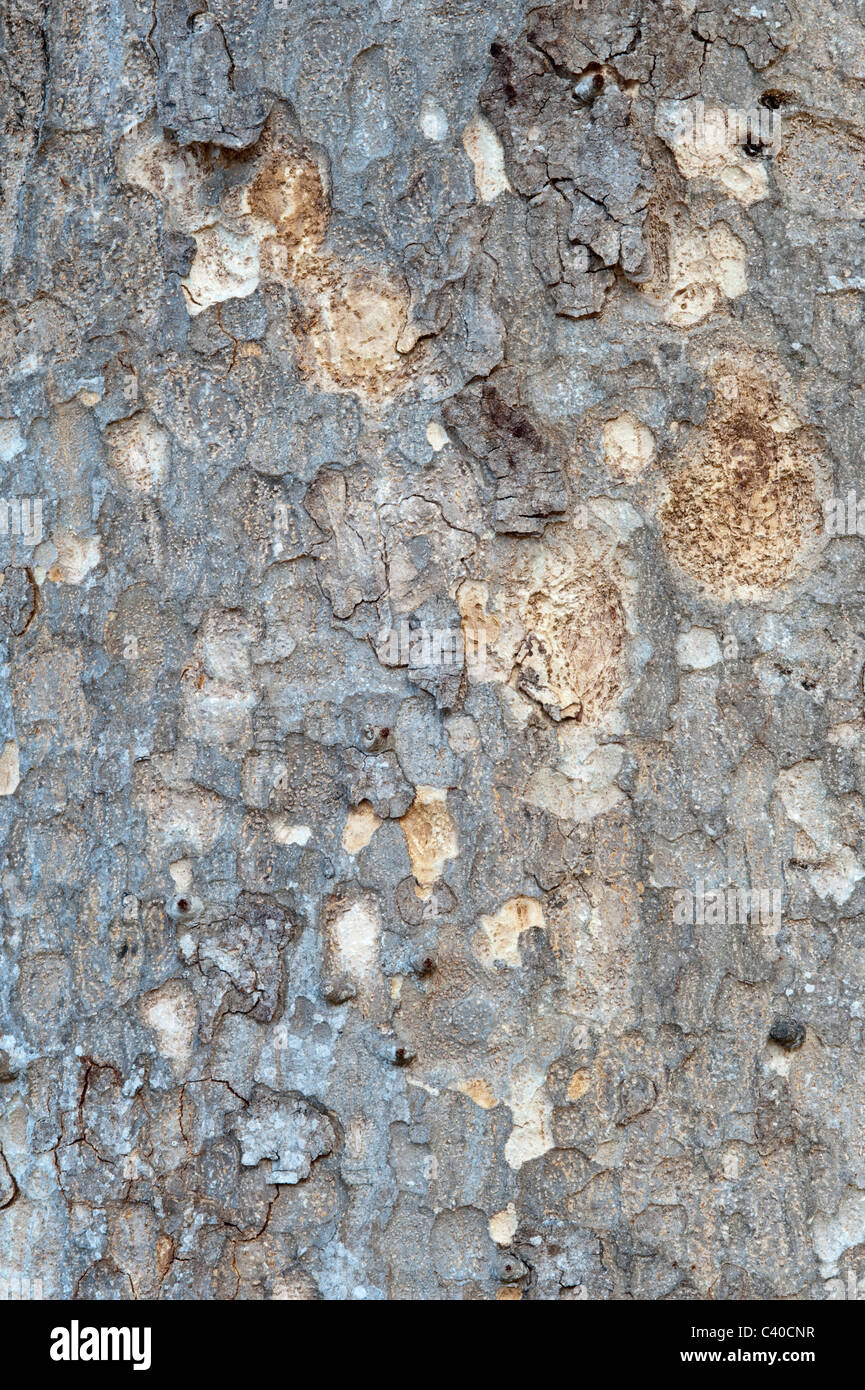 Khaya trees hi-res stock photography and images - Alamy