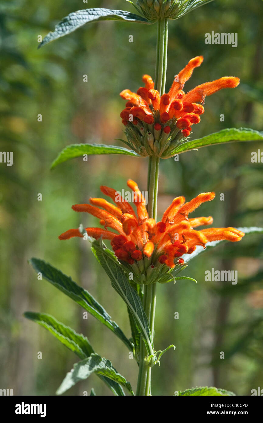 Lion's Tail and Wild Dagga (Leonotis leonurus) flowersclose-up ...