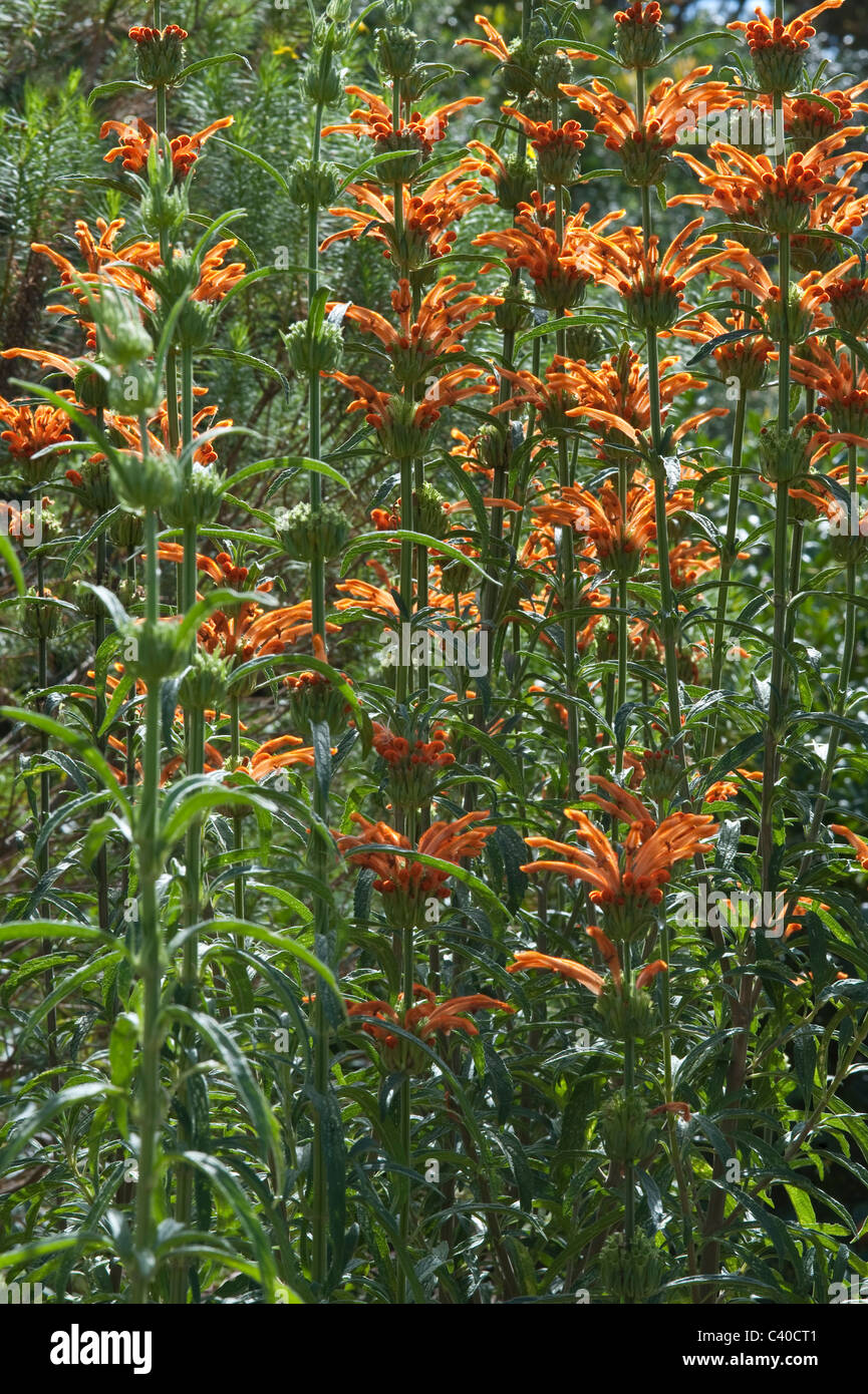 Lion's Tail and Wild Dagga (Leonotis leonurus) flowers Kirstenbosch ...