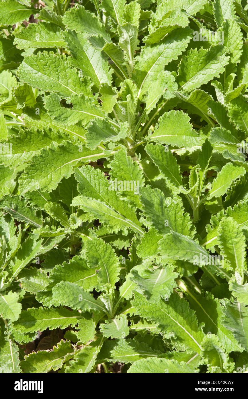 Wild Scabious (Scabiosa africana) leaves Kirstenbosch National ...