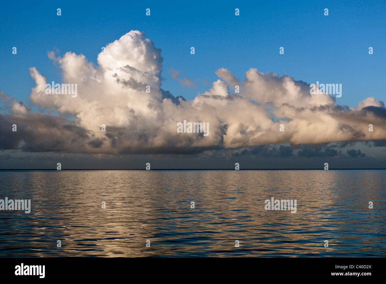 White background fiji hi-res stock photography and images - Alamy