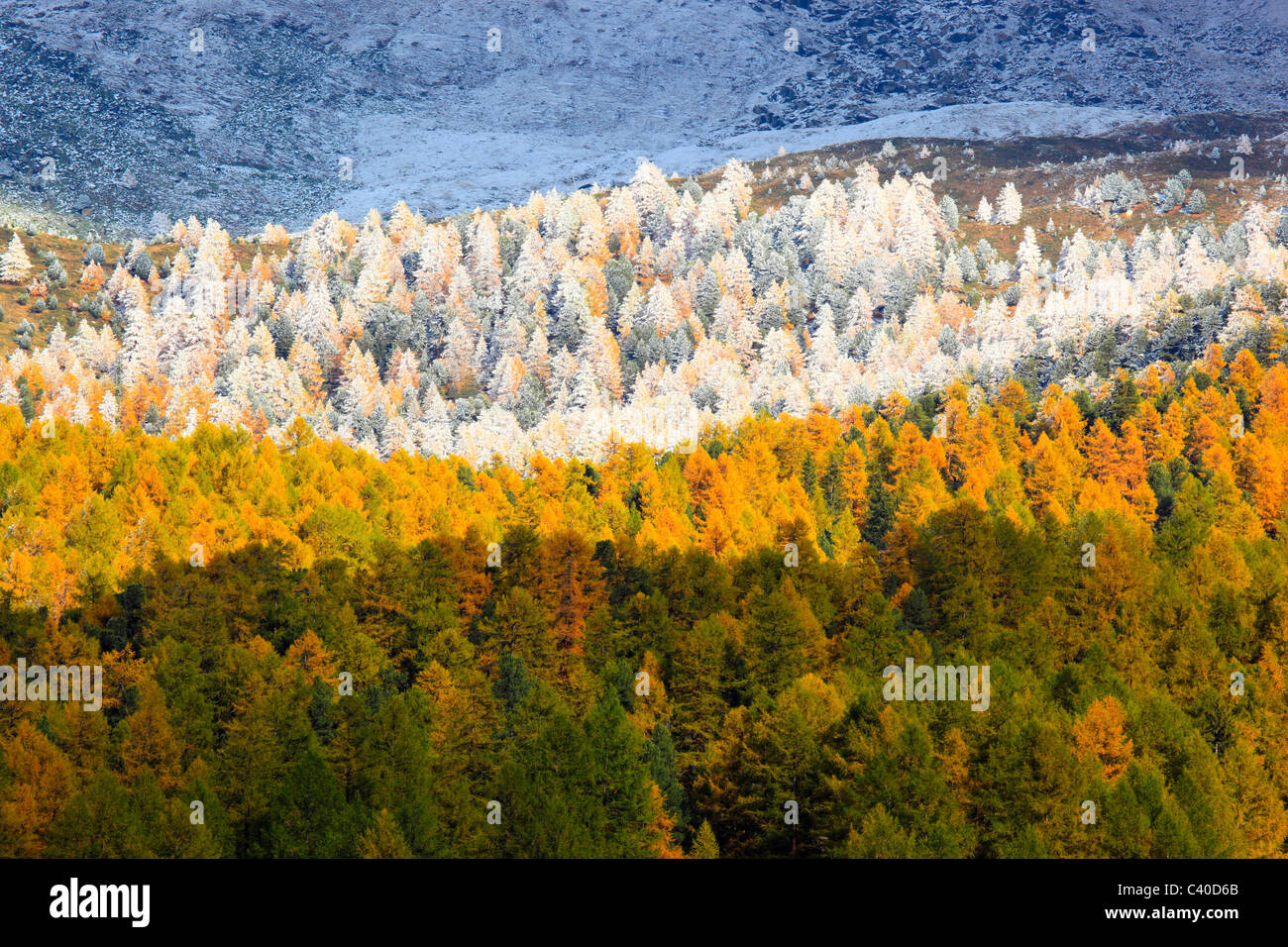 Alps, cutting, part, tree, mountain, mountains, flora, trees, detail ...