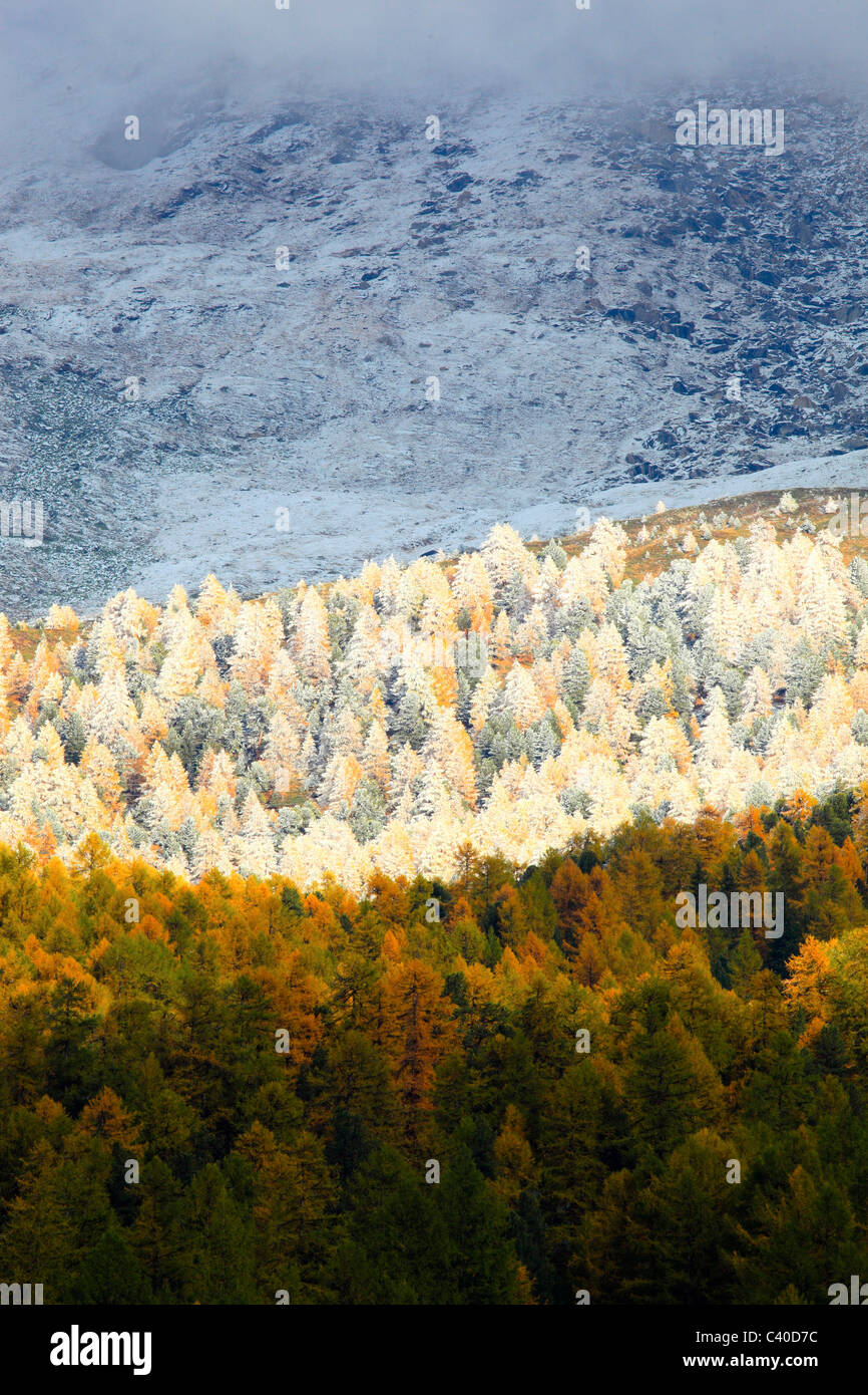 Alps, cutting, part, tree, mountain, mountains, flora, trees, detail ...