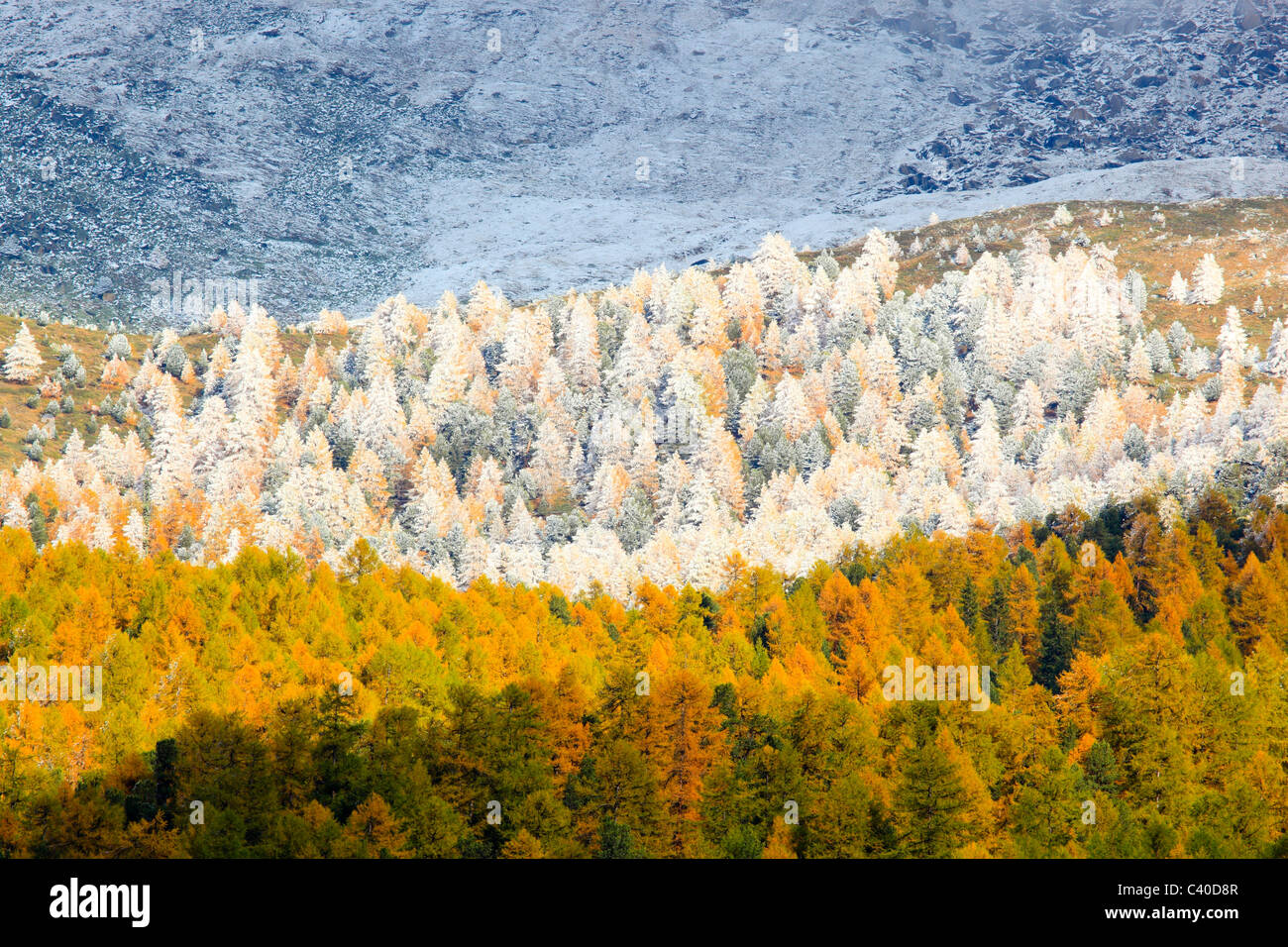 Alps, cutting, part, tree, mountain, mountains, flora, trees, detail ...