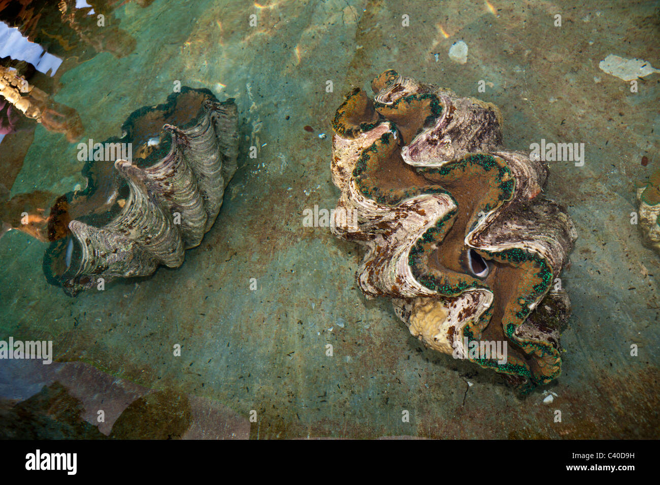 Giant Clam Farm, Tridacna gigas, Makogai, Lomaviti, Fiji Stock Photo ...
