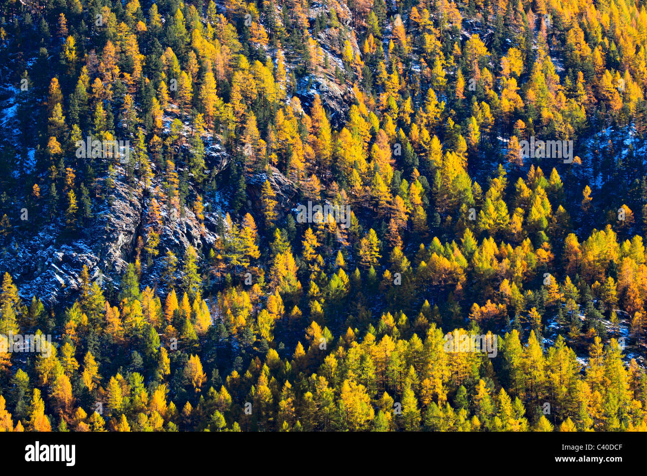 Alps, cutting, part, tree, mountain, mountains, flora, trees, detail ...