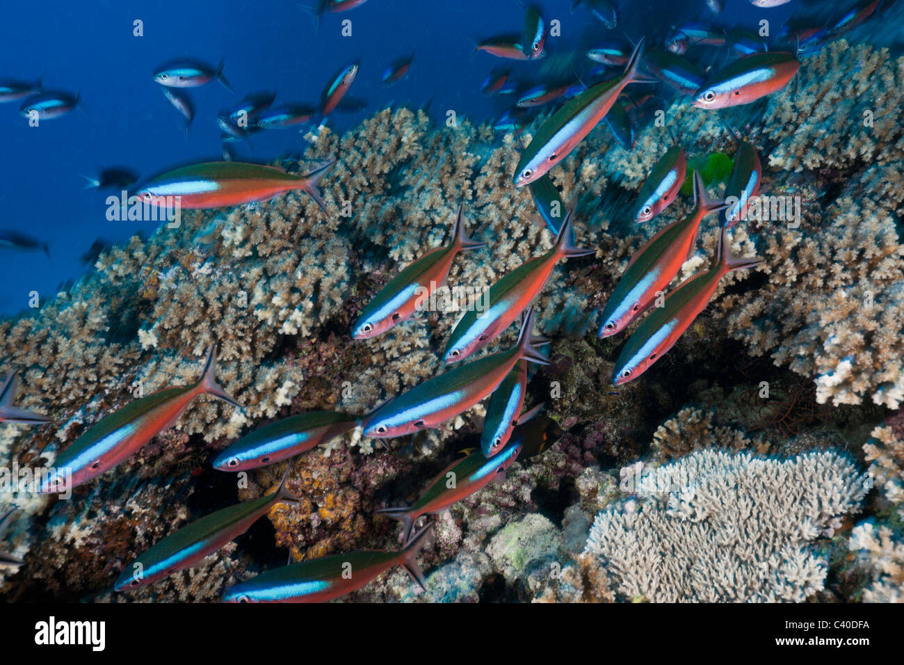 Shoal of Neon Fusilier over Reef, Pterocaesio tile, Namena Marine ...