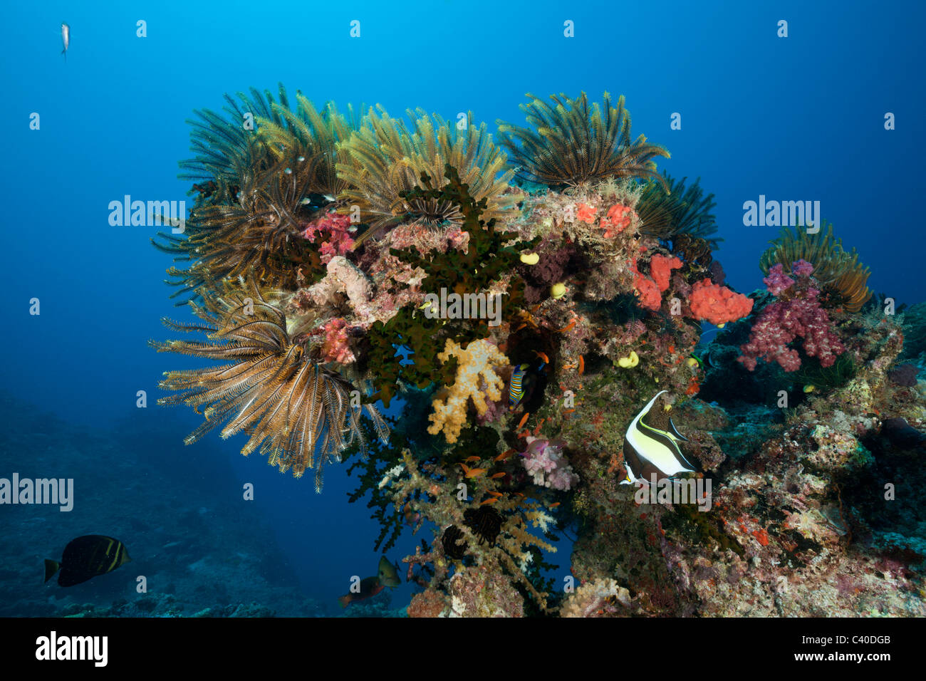 Colorful Crinoids in Coral Reef, Namena Marine Reserve, Fiji Stock ...