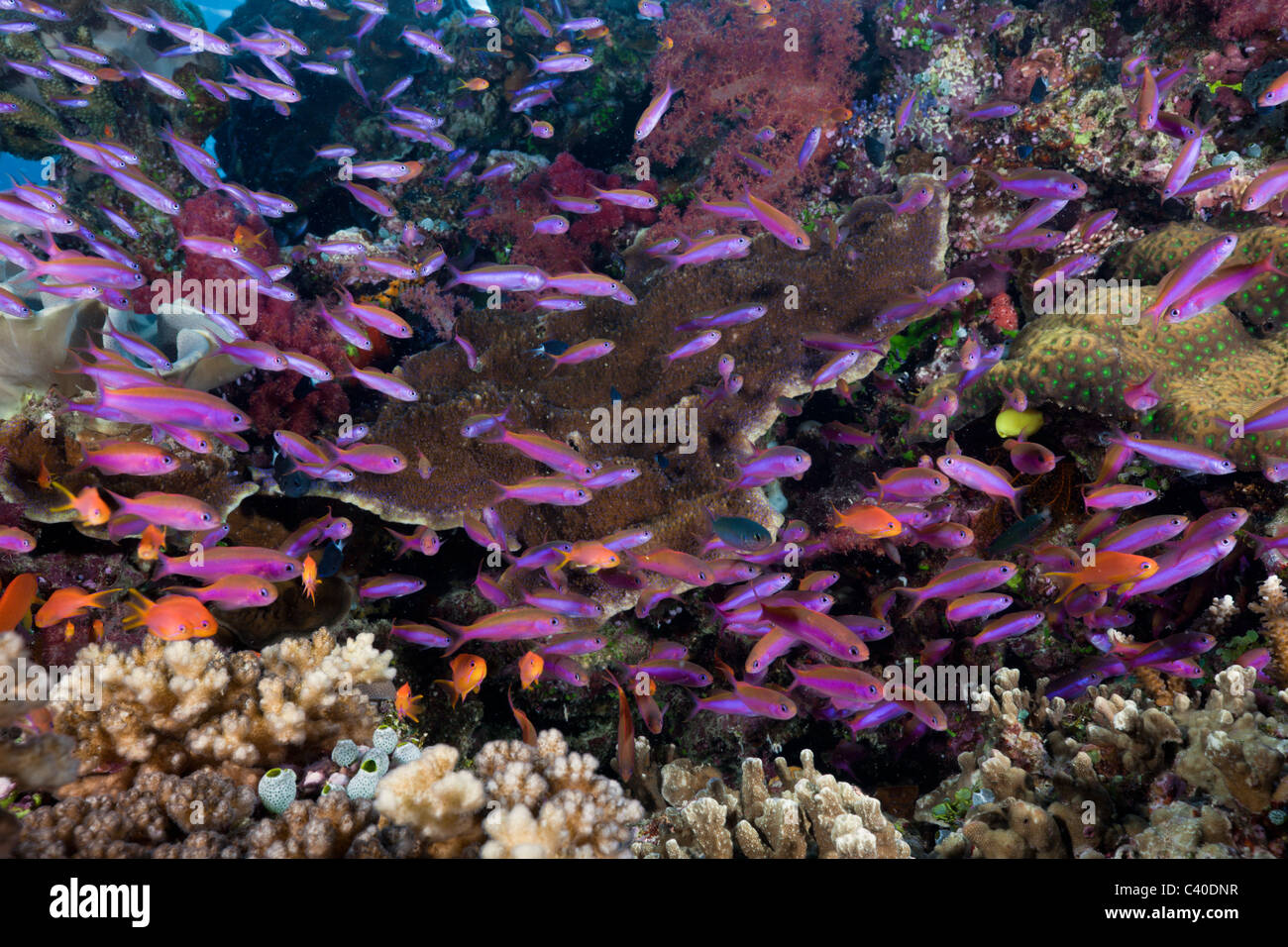 Slender Basslets in Coral Reef, Luzonichthys whitleyi, Makogai ...
