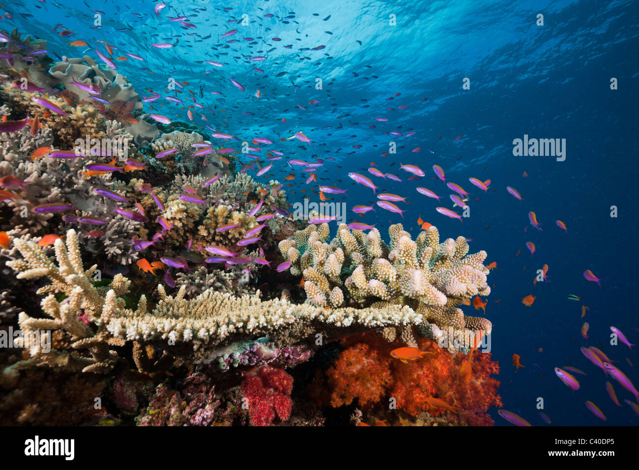 Slender Basslets in Coral Reef, Luzonichthys whitleyi, Makogai ...