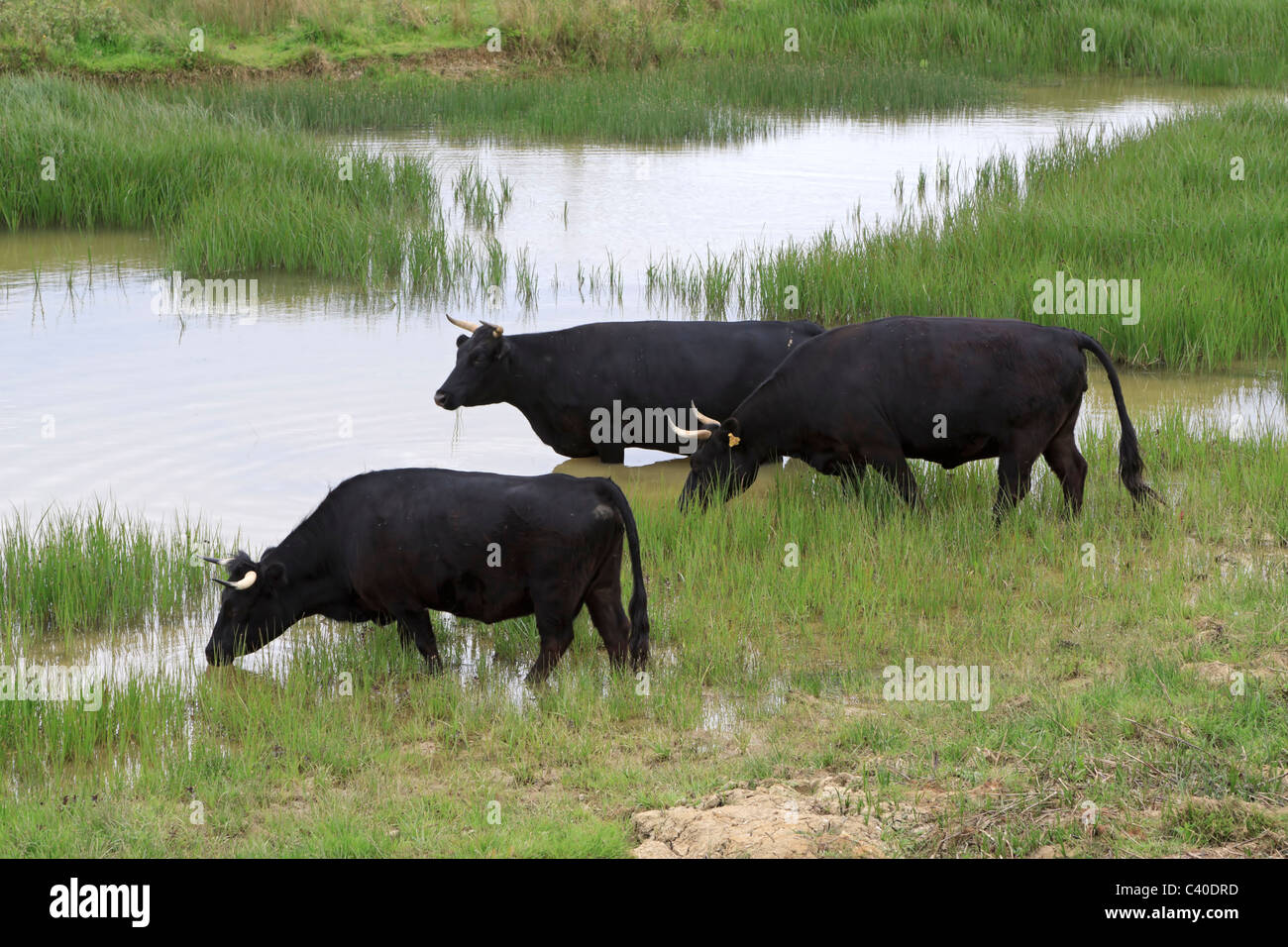 Black cattle stop to drink at a shallow pond. Cows in a marshy field ...