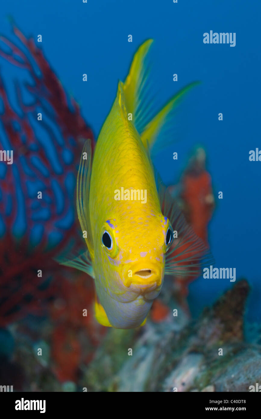 Golden Damsel, Amblyglyphidodon aureus, Namena Marine Reserve, Fiji ...