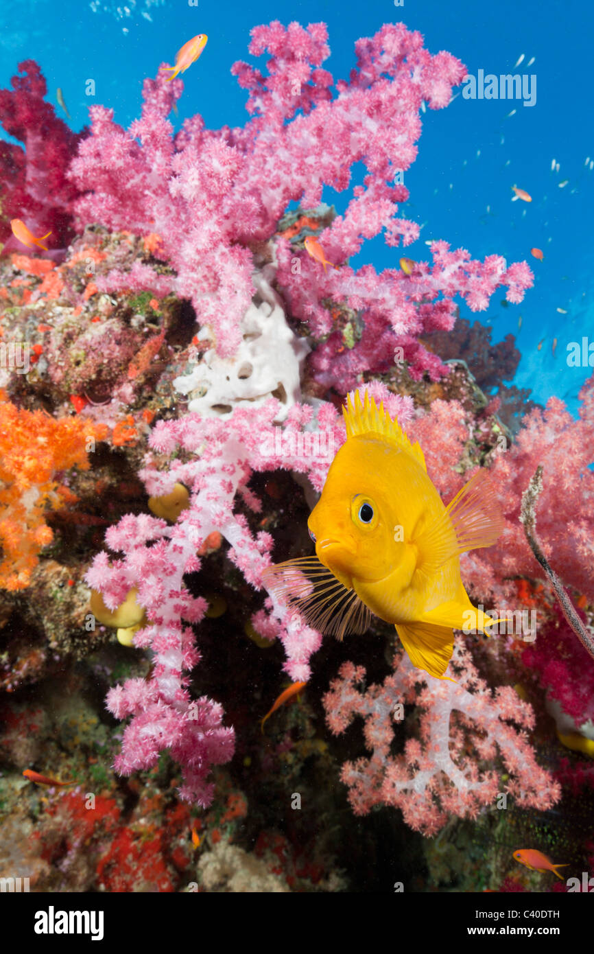 Golden Damsel in Coral Reef, Amblyglyphidodon aureus, Gau, Lomaiviti ...