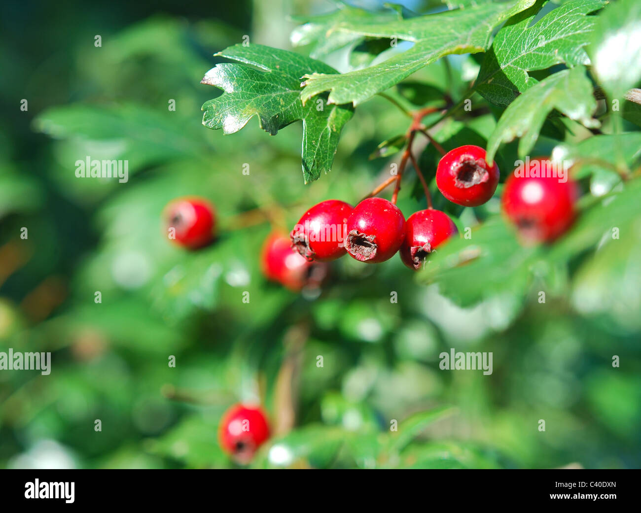 Thorn headed hi-res stock photography and images - Alamy