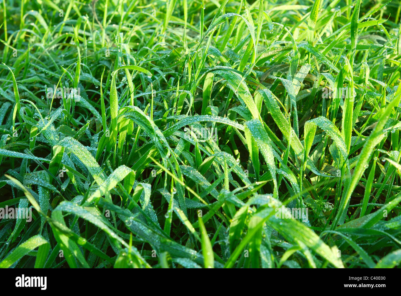 Grass with dew Stock Photo - Alamy
