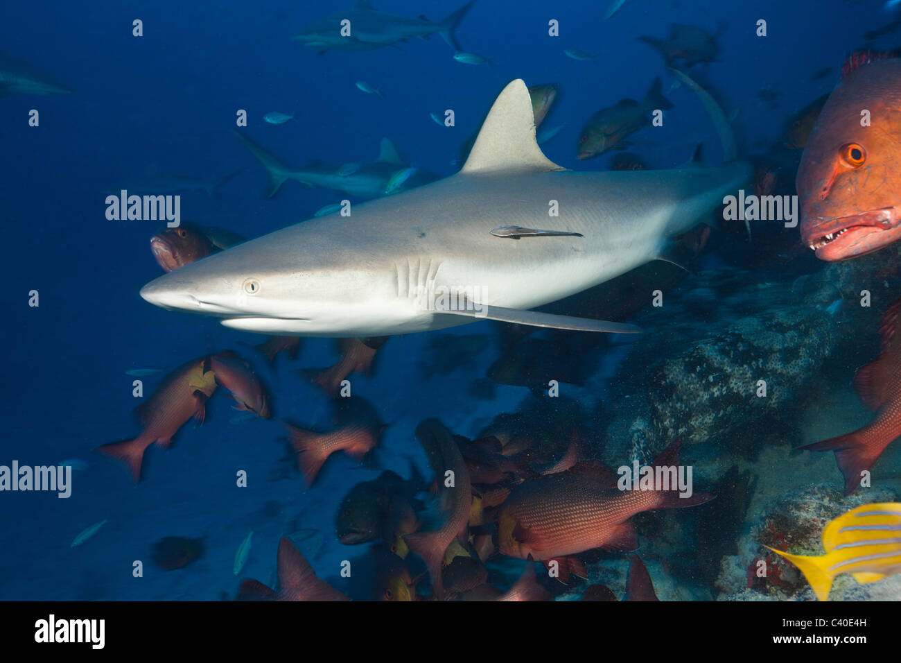 Grey Reef Shark, Carcharhinus amblyrhynchos, Nagali, Fiji Stock Photo ...