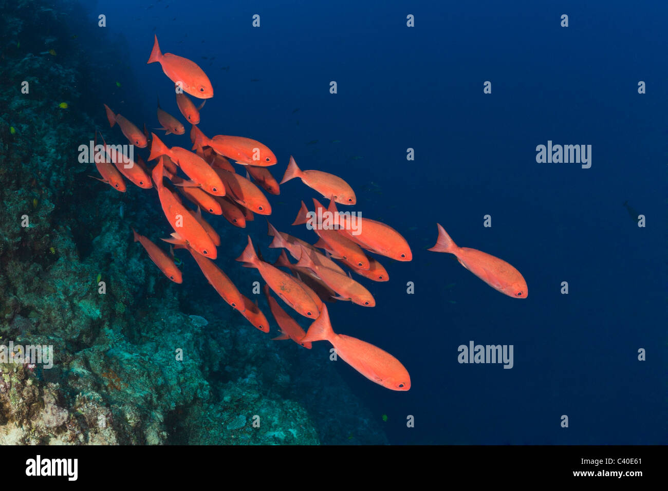 School of slender pinjalo fish hi-res stock photography and images - Alamy