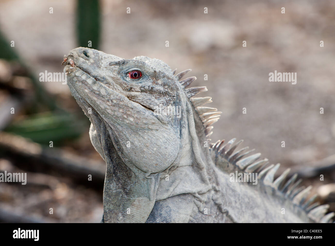 Hispaniolan Ground Iguana, Cyclura ricordii, Isla Cabritos National ...