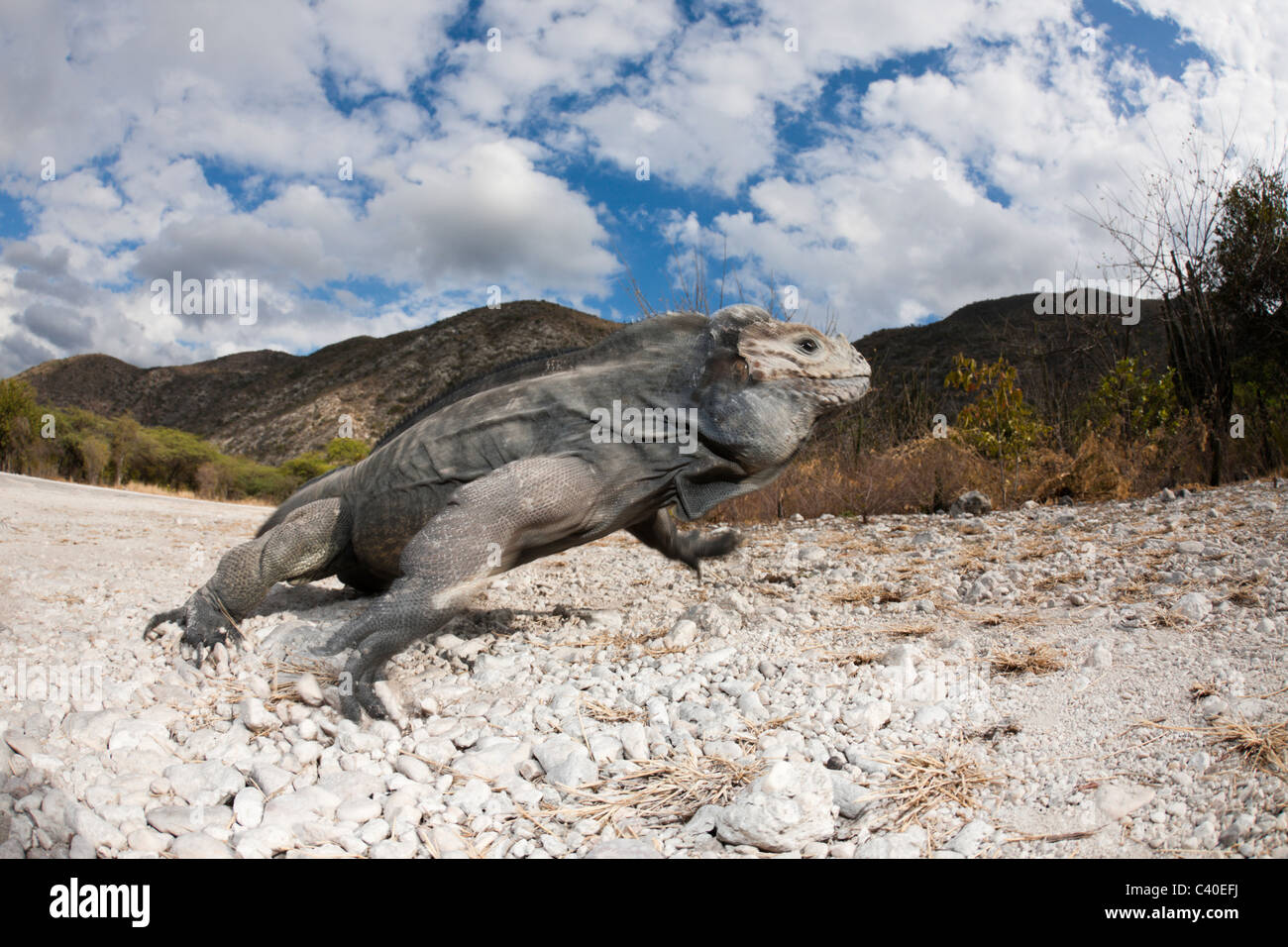 Rhinoceros Iguana, Cyclura cornuta, Isla Cabritos National Park, Lago ...