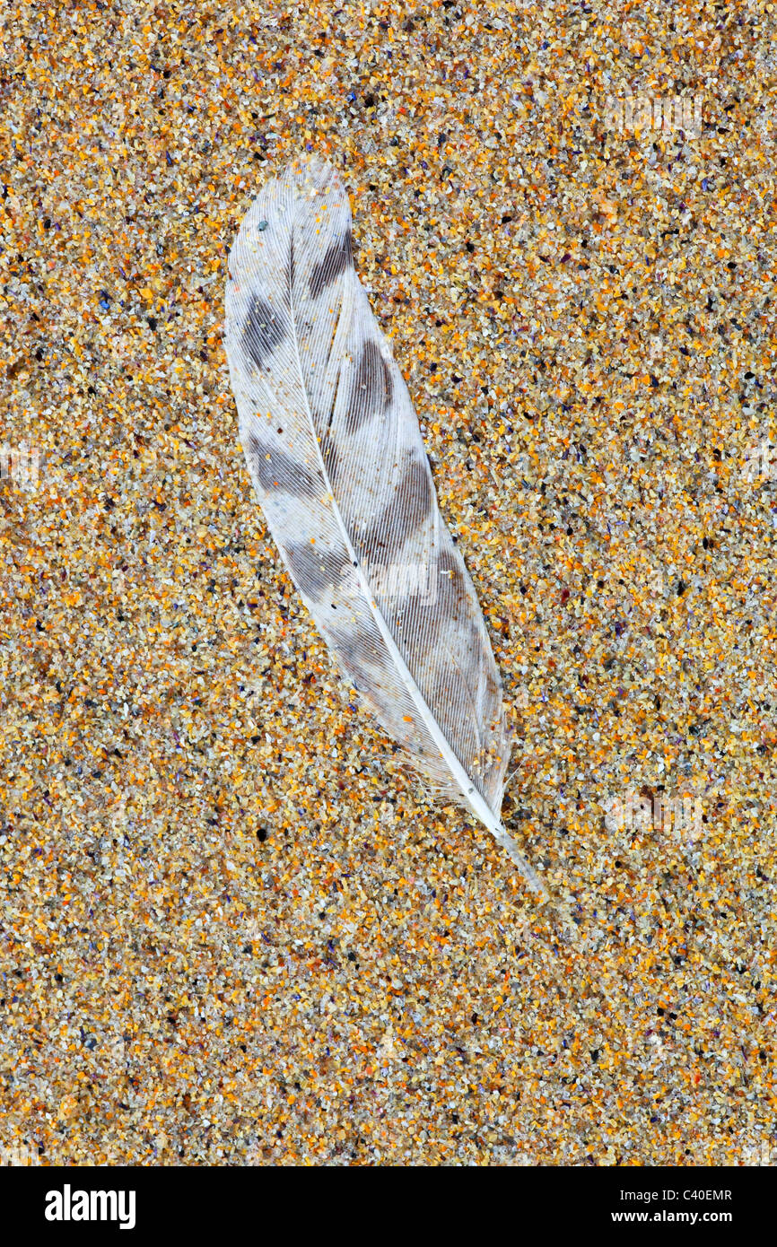 Detail, feather, plumage, body of water, Highland, highlands, highland ...