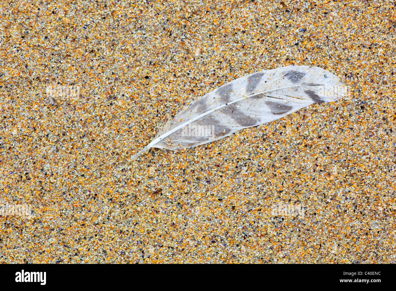 Bird feather macro detail uk hi-res stock photography and images - Alamy