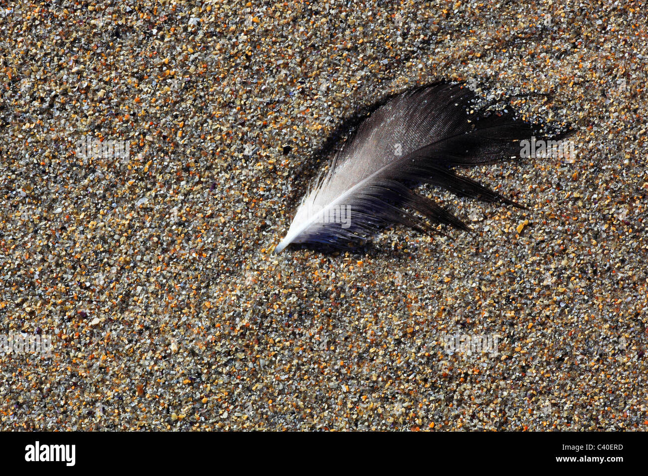 Detail, feather, plumage, body of water, Highland, highlands, highland ...