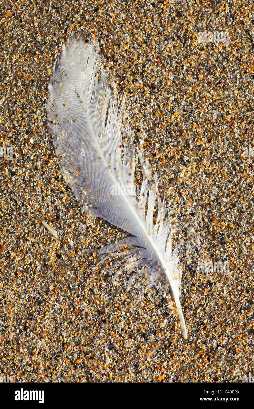 Strathy bay beach hi-res stock photography and images - Alamy