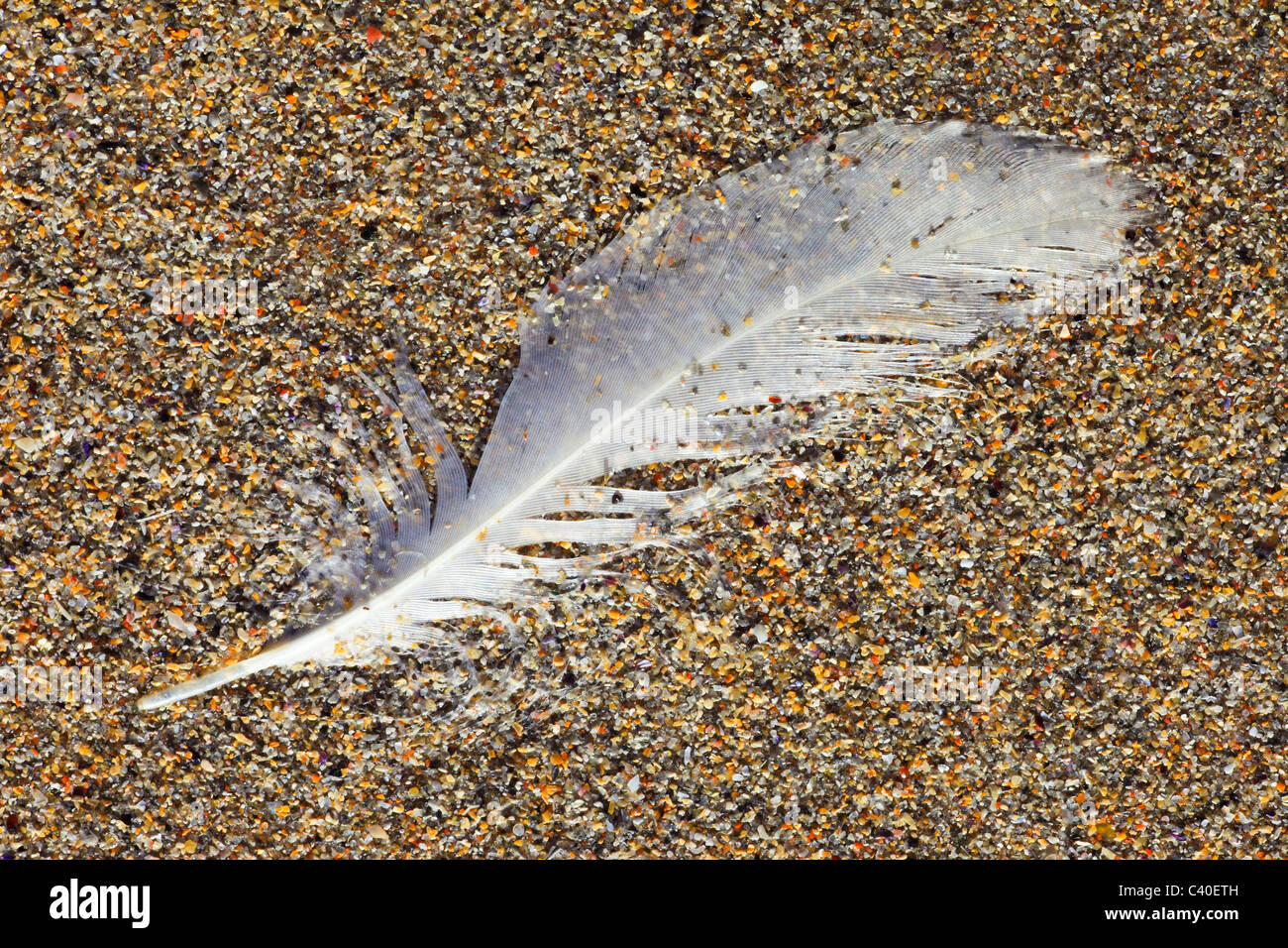 Detail, feather, plumage, body of water, Highland, highlands, highland ...