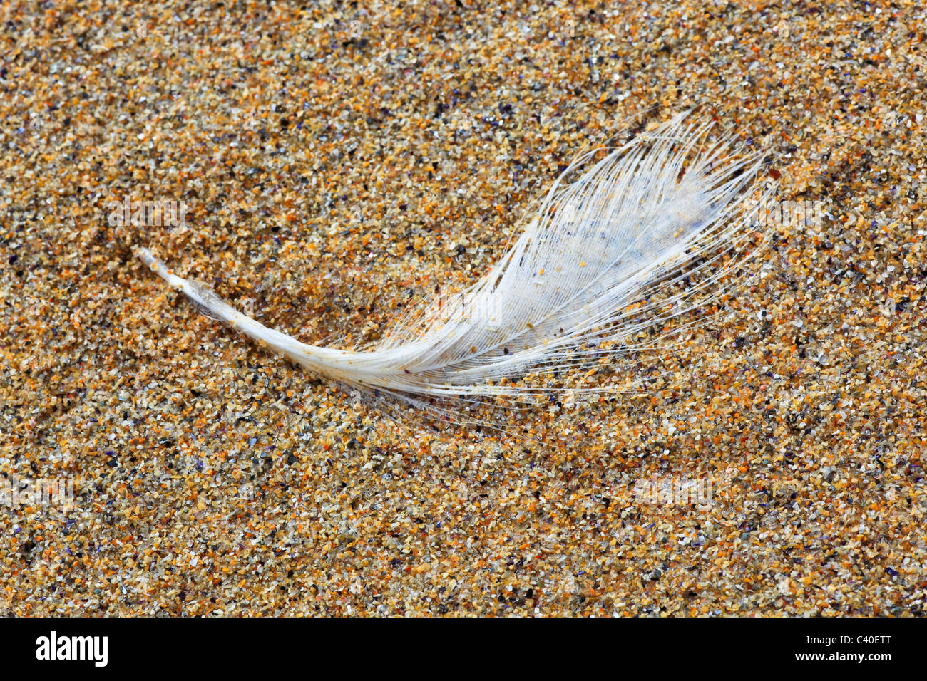 Body feather hi-res stock photography and images - Alamy