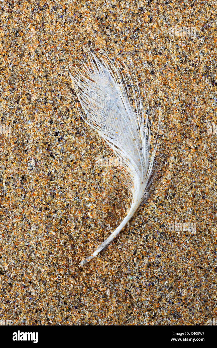Highland plumage hi-res stock photography and images - Alamy