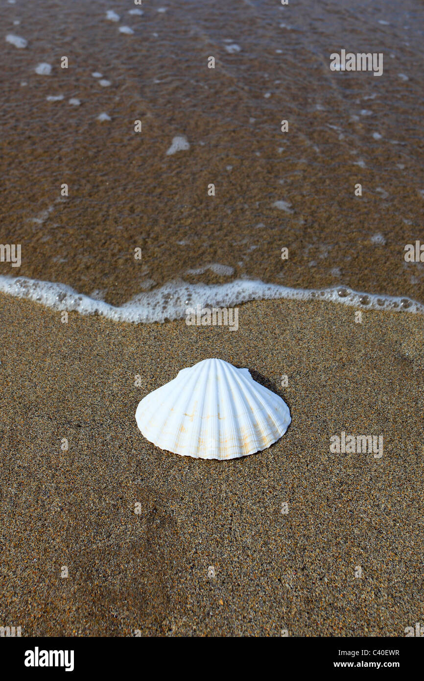 1, detail, Jakobs, scallop shell, pilgrim scallop, coast, line, macro ...