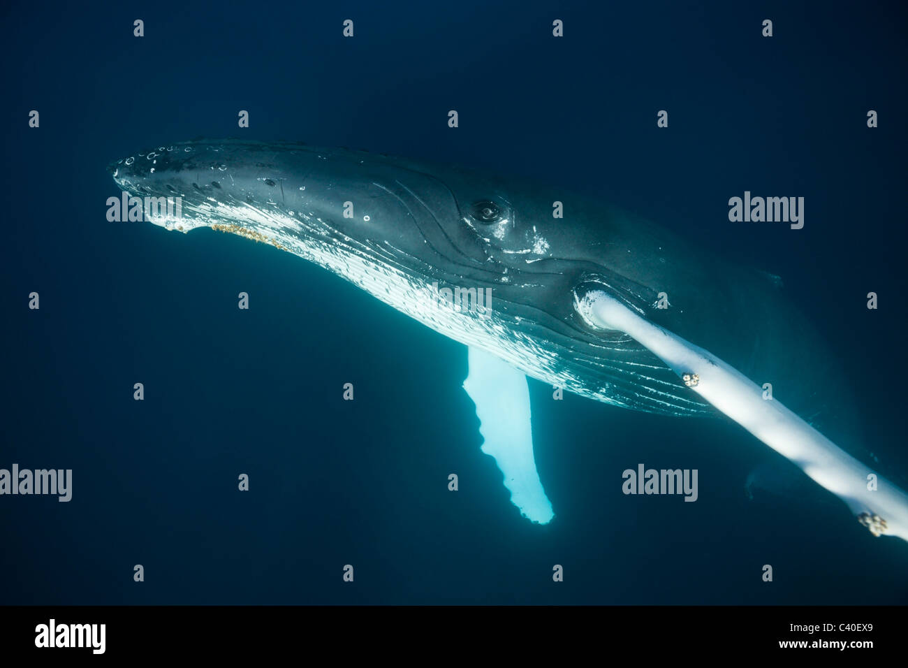Humpback Whale, Megaptera novaeangliae, Samana Peninsula, Dominican ...