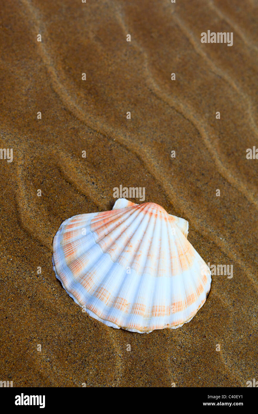 Jakobs mussel hi-res stock photography and images - Alamy