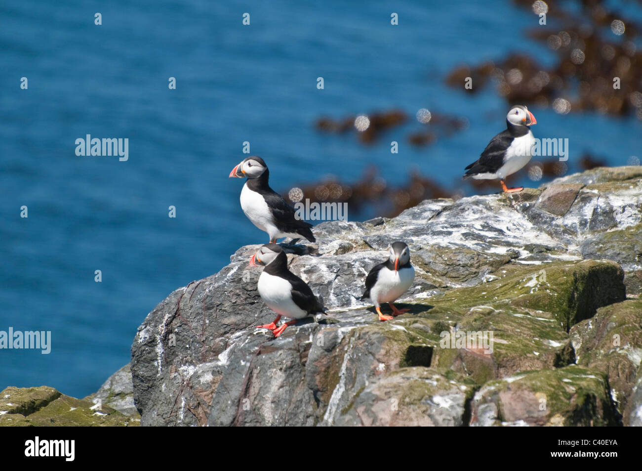 Puffin (Fratercula Arctica) Staple Island Farne Islands Seahouses ...