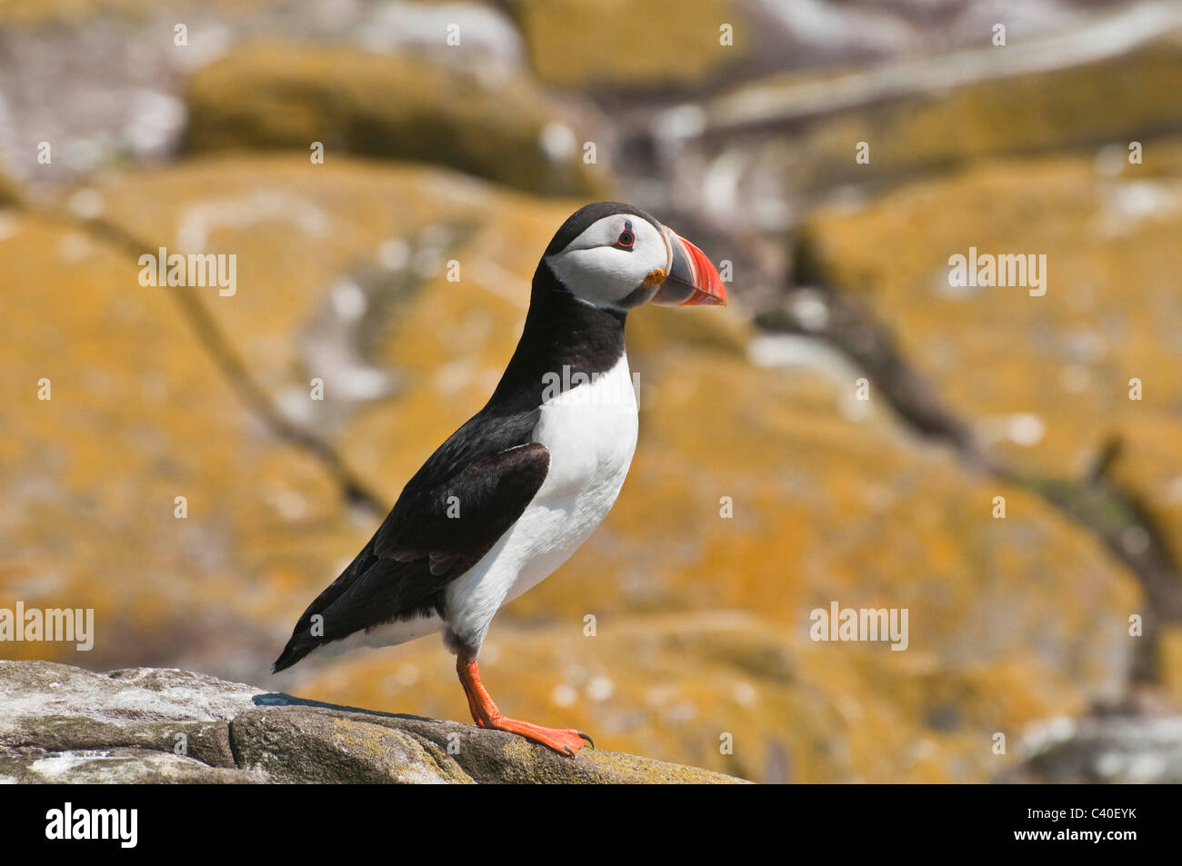 Seahouses northumberland hi-res stock photography and images - Alamy