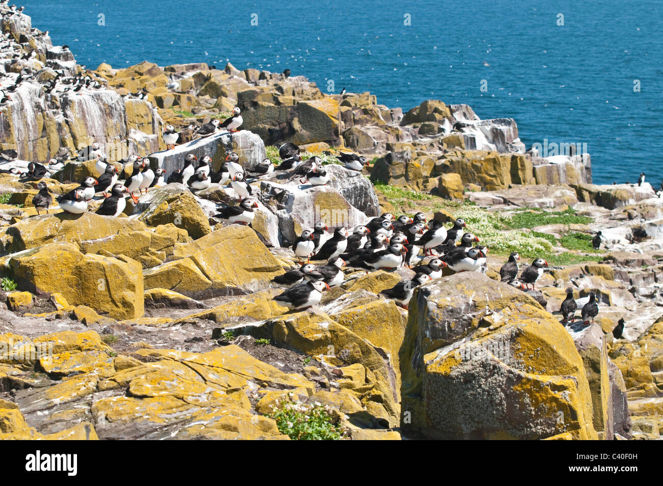Farne islands hi-res stock photography and images - Alamy