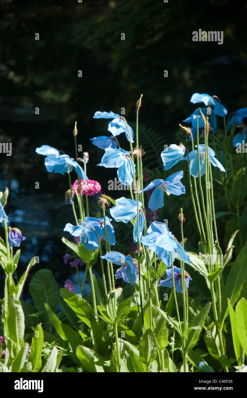Meconopsis Benmore Gardens Dunoon Argyll & Bute Scotland Stock Photo ...