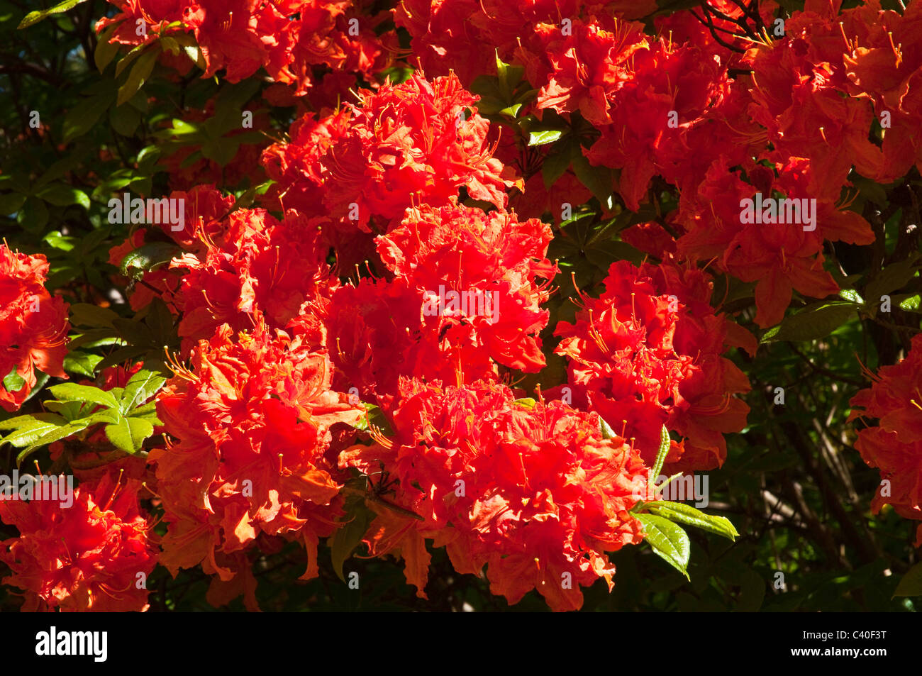 Benmore botanical gardens hi-res stock photography and images - Alamy