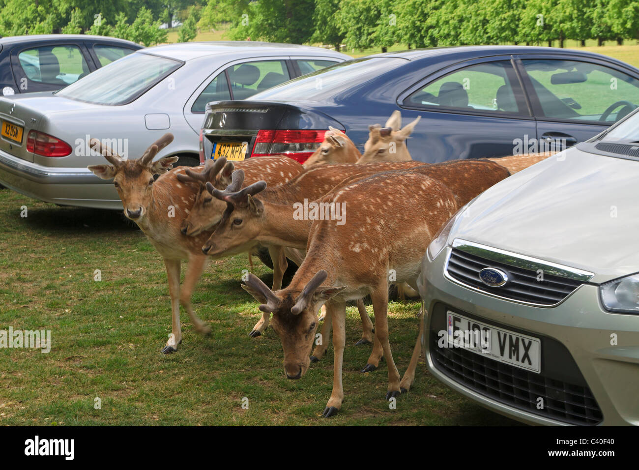 Deer in parking lot hi-res stock photography and images - Alamy